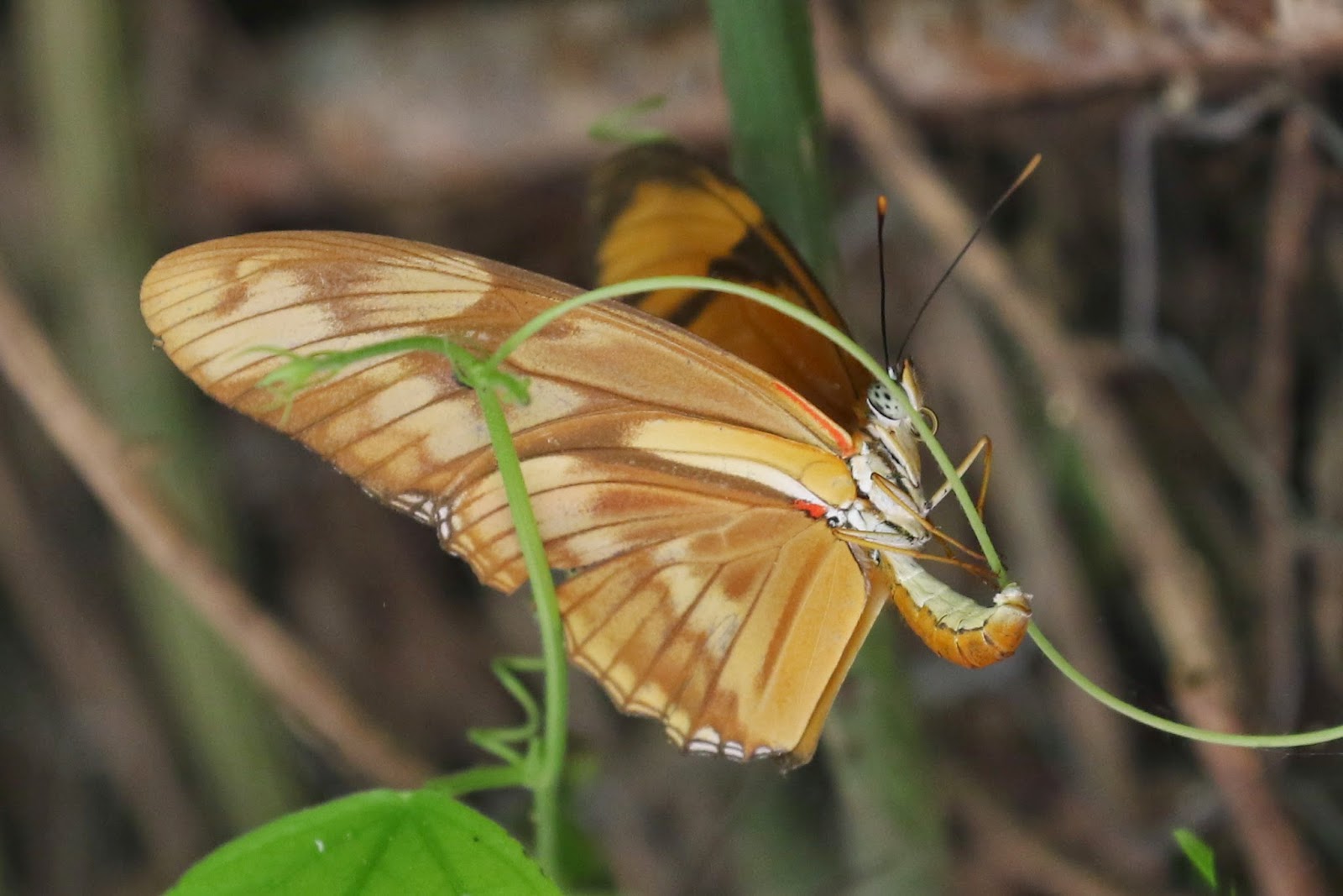 Rio Grande Valley Butterflies: Red-sided Swallowtail at National ...
