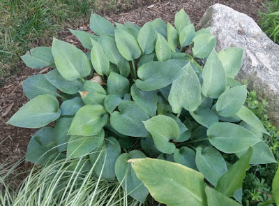 Future Plants by Randy Stewart: Hosta
