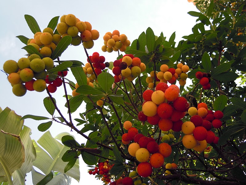 Pedras, Plantas e Companhia: Medronho