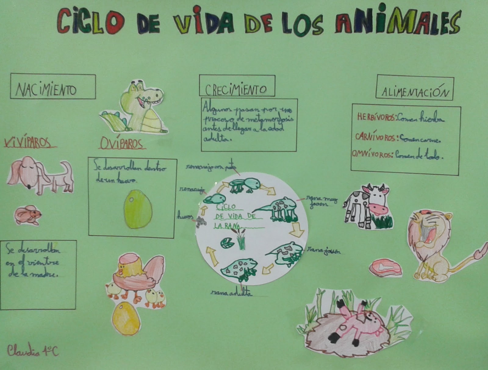CEIP EL ZARGAL. FIRST GRADE.: CICLO DE VIDA DE LOS ANIMALES. CLAUDIA