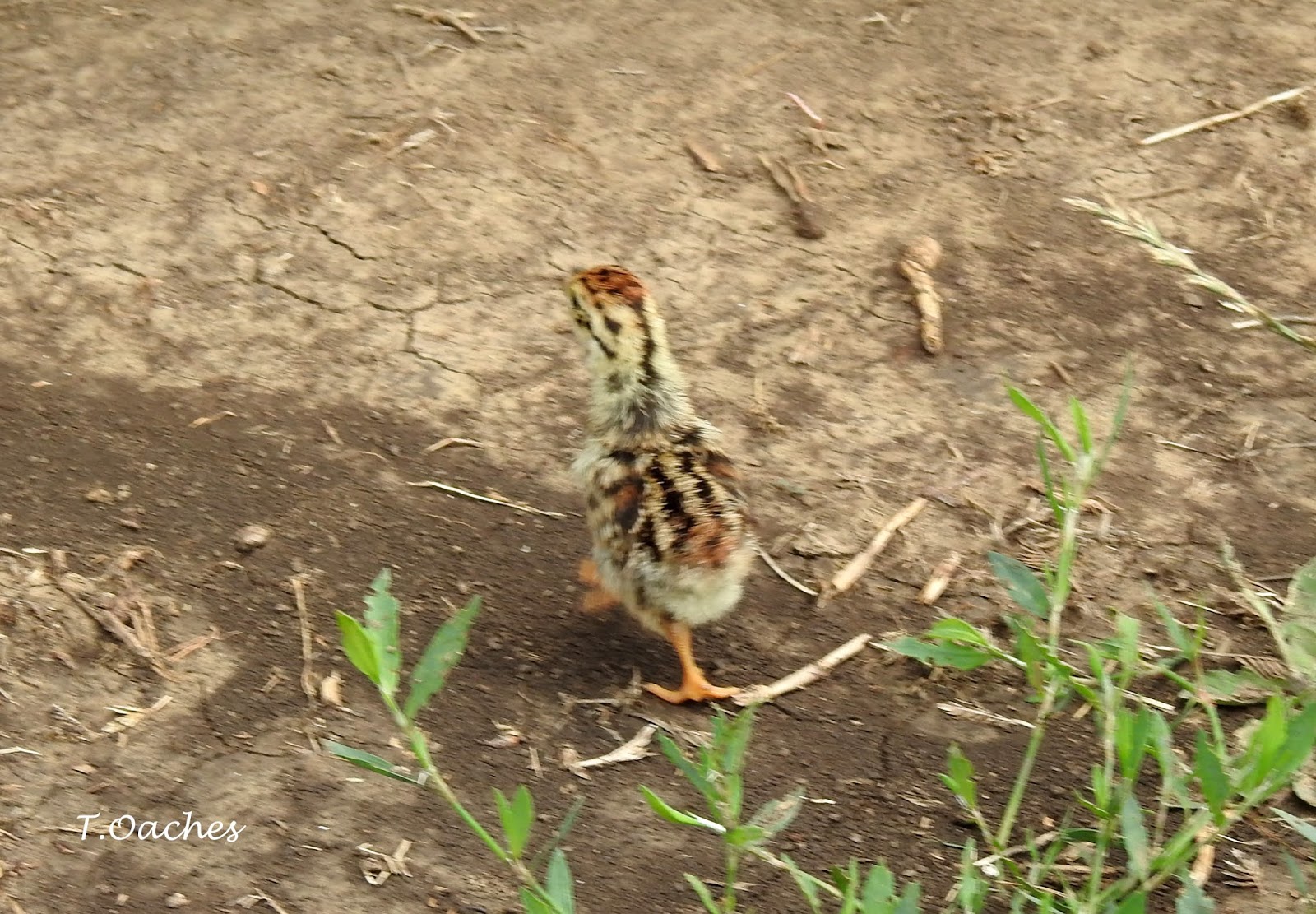 PASARI DIN ROMANIA: POTARNICHEA, Perdix perdix