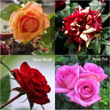 BUNGA MAWAR - GANESHA FLORA
