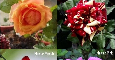 BUNGA MAWAR - GANESHA FLORA