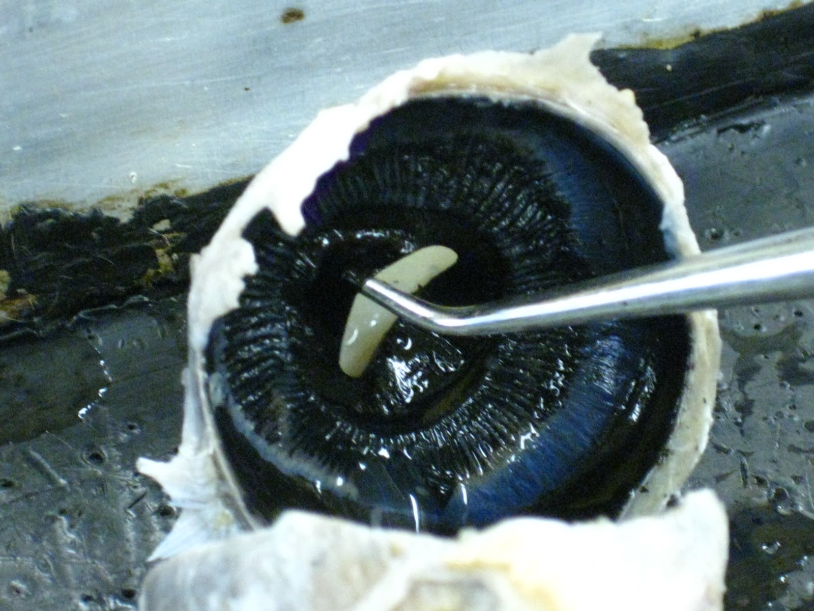 Cow Eye and Ear Model: Cow Eye