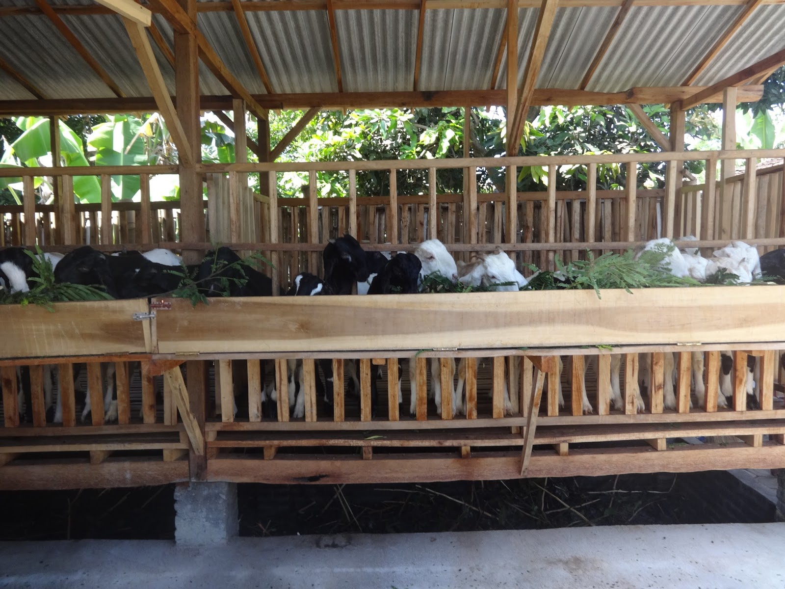 41+ Desain Kandang Kambing Pe PNG