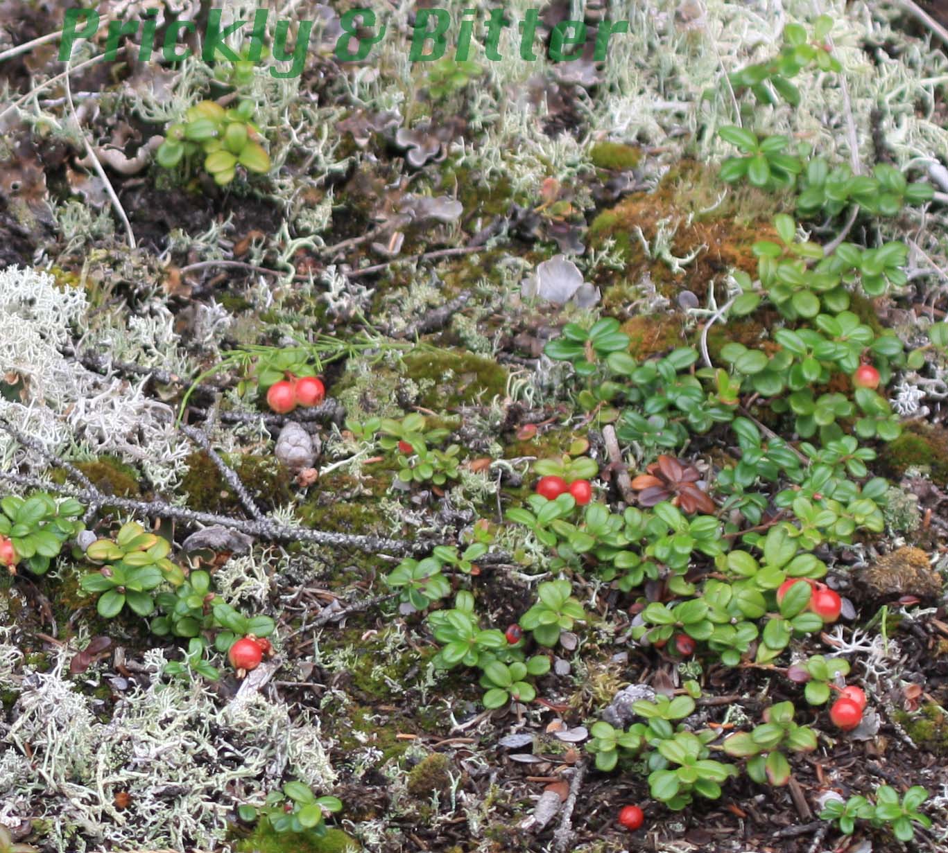 Prickly and Bitter: Teeny Tiny Cranberries
