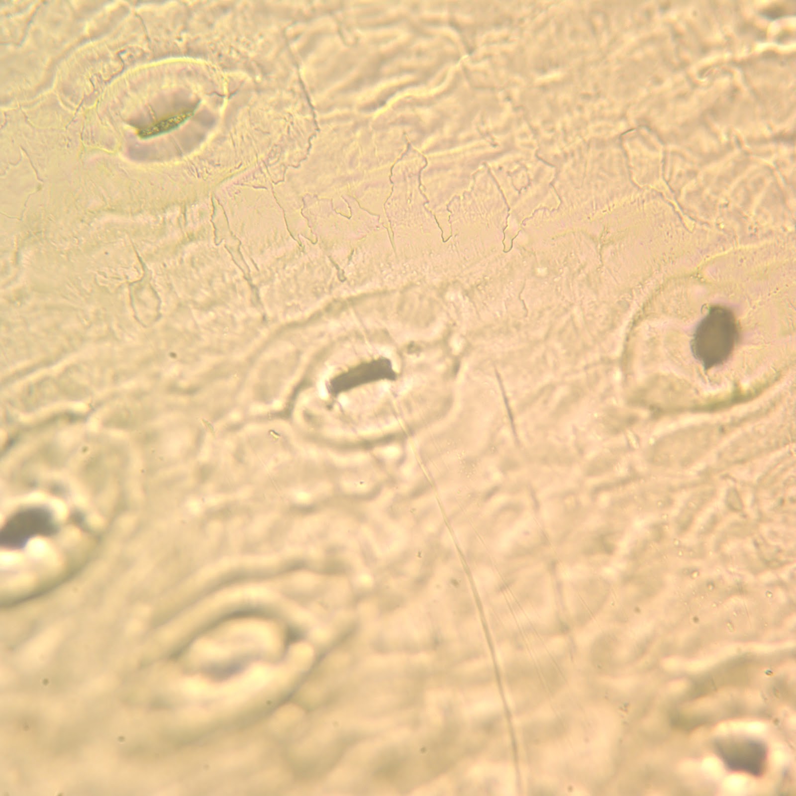 Practical Biology: science for everyone: Life of a Cactus Part 5: CAM ...