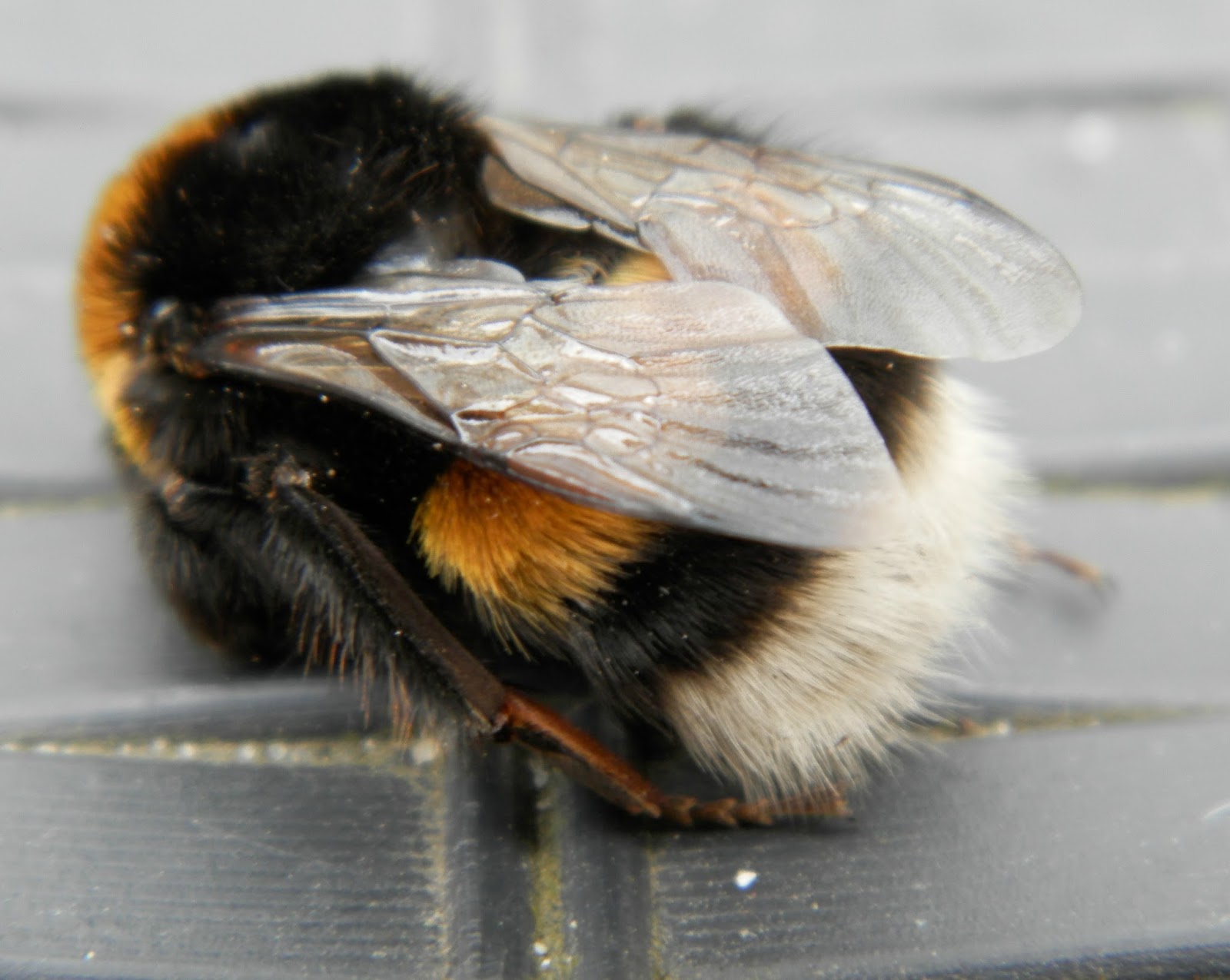 Uit Mijn Keukentje: Hommels..... #Godsart