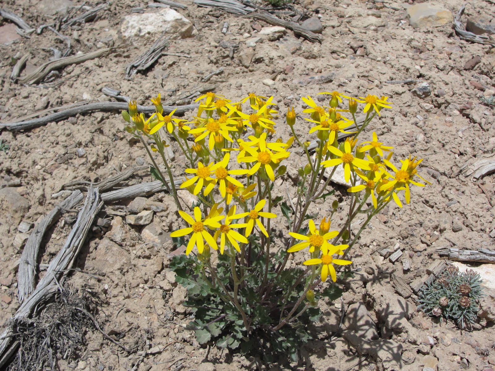 Native Plants of the Great Basin and Nearby