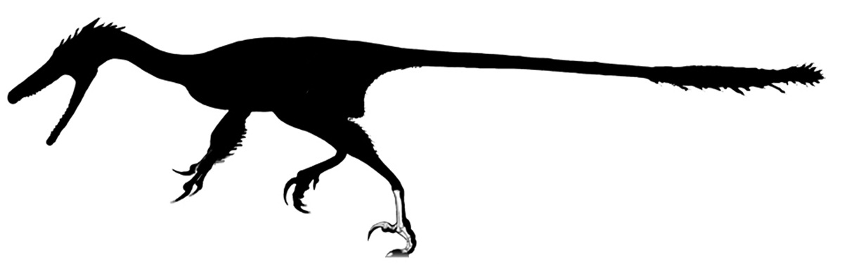 Species New to Science: [Paleontology • 2011] Pamparaptor micros • A ...