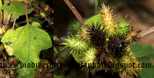 Biodiversity of Sri Lanka: වල් රඹුටන්/ඌරු කොස්ස[Wal-Rambutang/Uru-Kossa ...