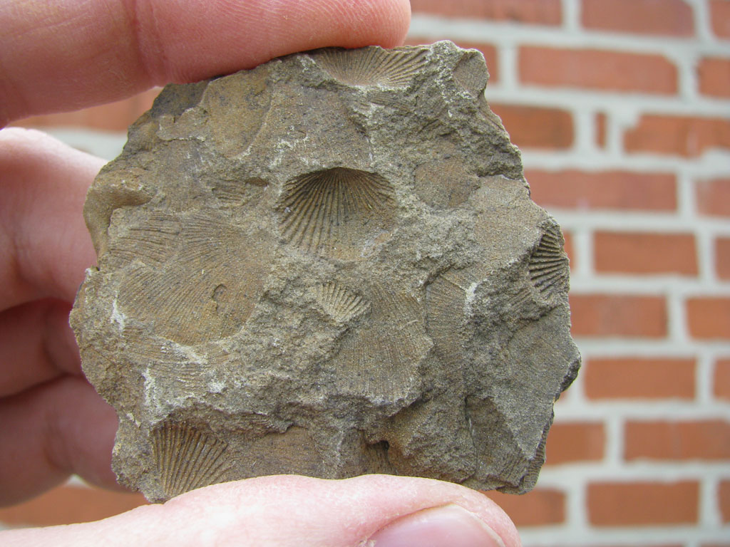 Views of the Mahantango: Reedsville formation roadcut