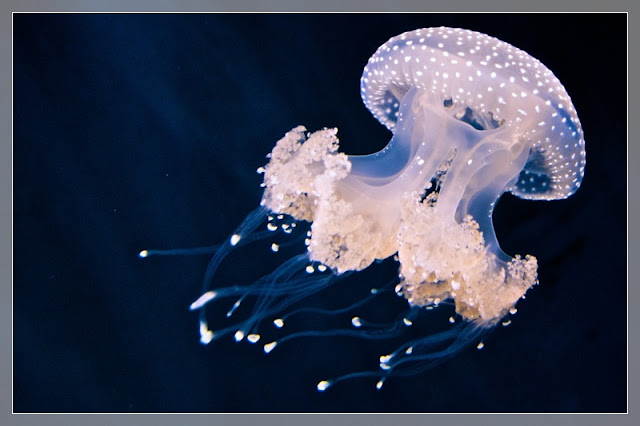 grafika-gify-kartki: Meduza - Jellyfish