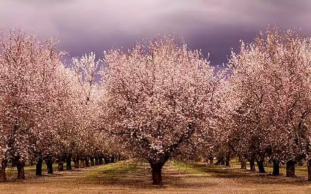 My Durian Life: The meaning of Almonds in the Bible