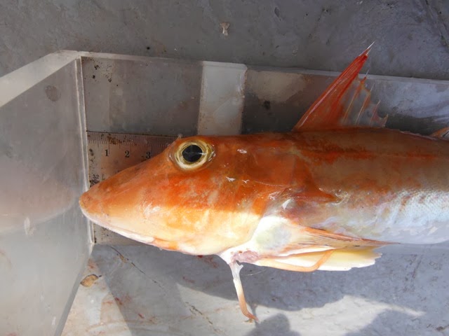 marinespe: Trigla lucerna / ΚΑΠΟΝΙ