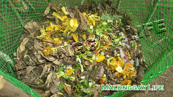 Moringa Farm / MalunggayLife Agri Farm Philippines: Malunggay Life's ...