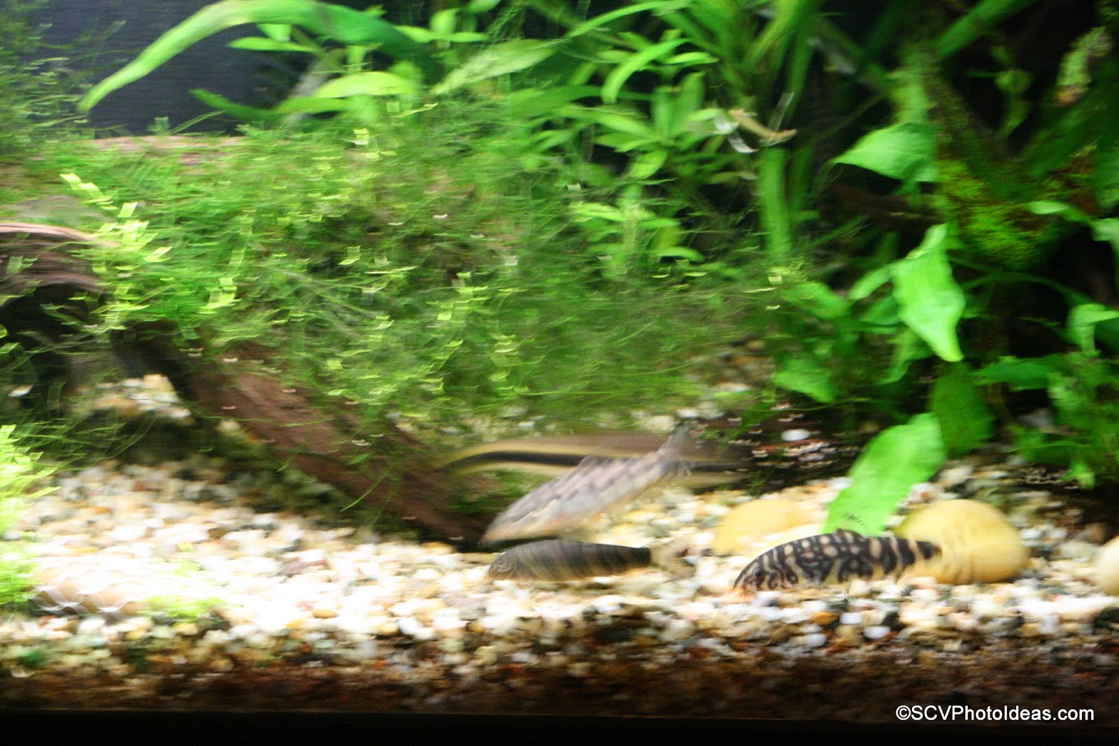 S.C.V. Aquascaping Ideas: Zebra Loach - Botia Striata and Twin Banded ...
