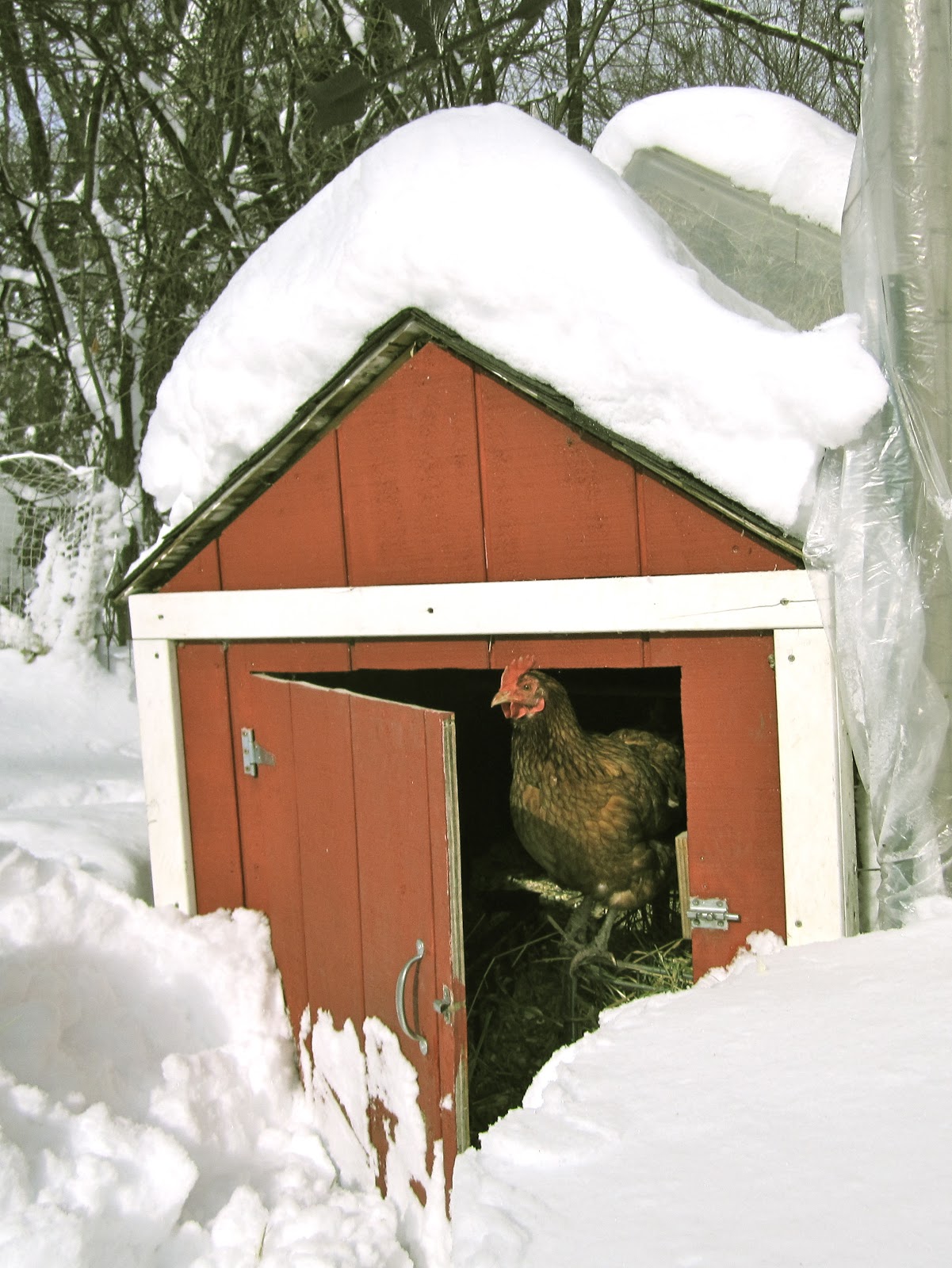 Tattered Tiques: A Spring Chicken