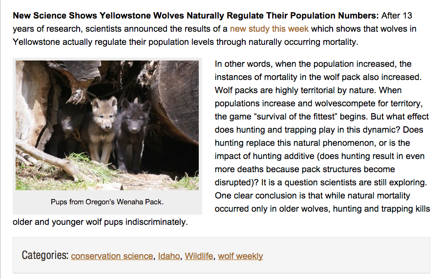 ERIPE LUPUS: YELLOWSTONE NATIONAL PARK WOLVES