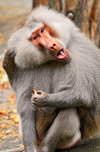 baboon pictures on trees, all wallpapers for computer desktop, monkeys ...