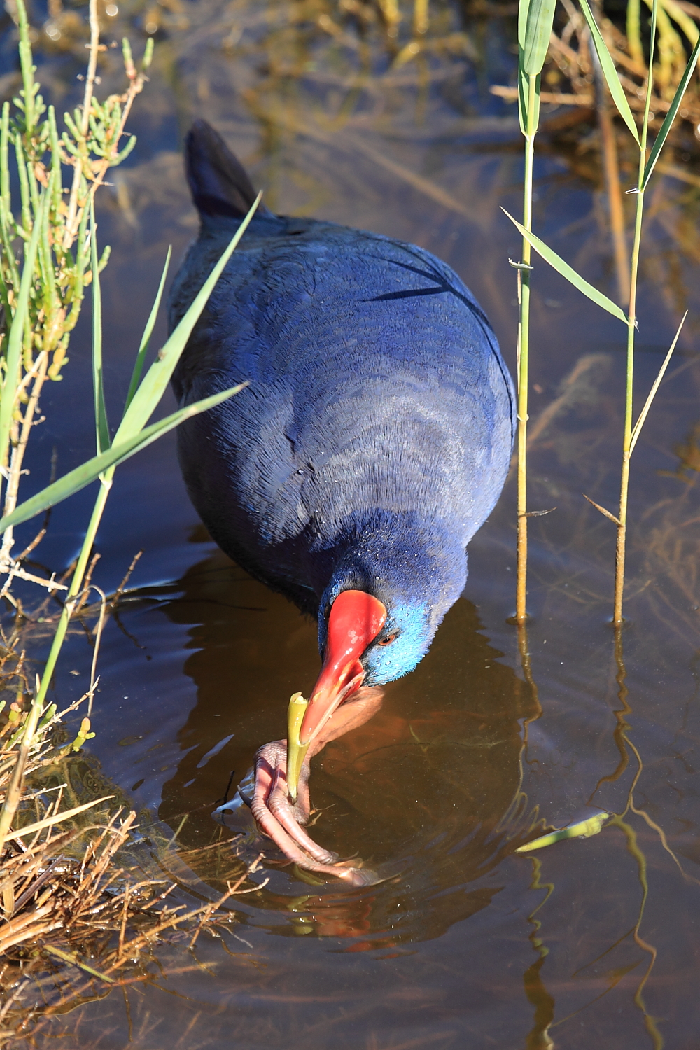 Senderísmo y Fotografía de Naturaleza: Aves de nuestras islas: El ...