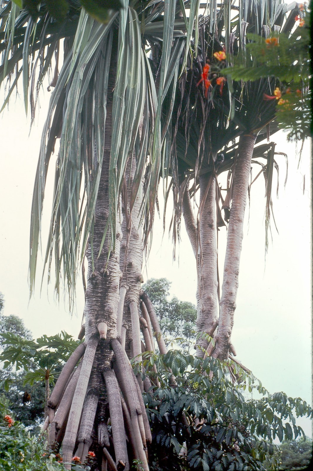 I Brake for Wildflowers!: Papua New Guinea 1. Lae and Bulolo