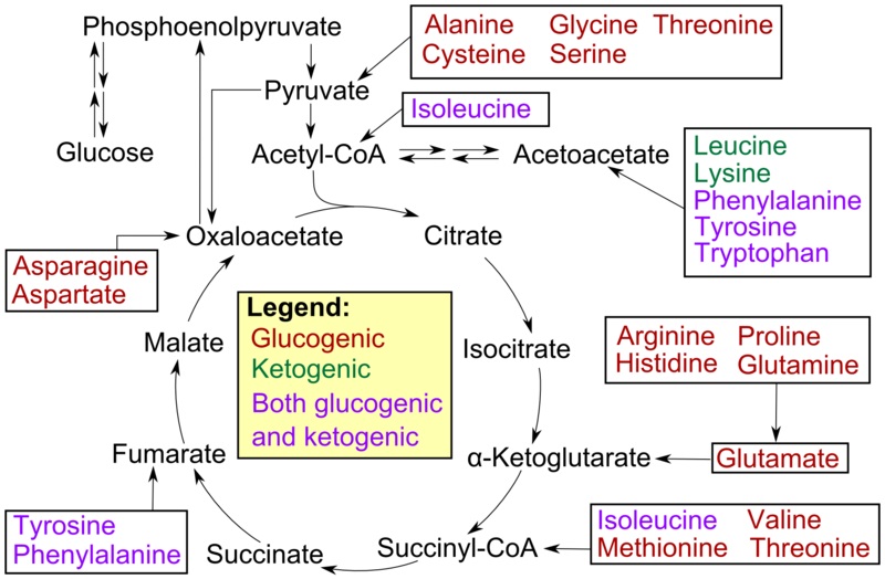 Siklus Metabolisme Energi dari Protein, Deaminasi, Proses Katabolisme ...