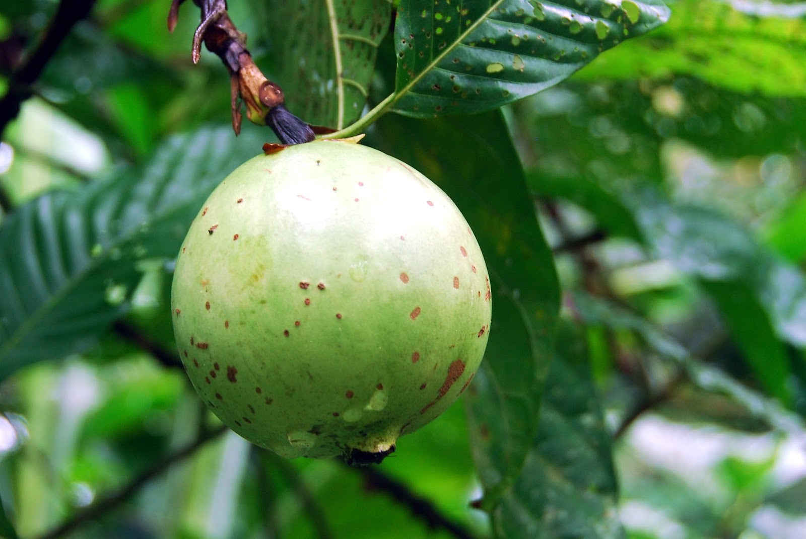 Viajes, cuentos e historietas: Borojó (Borojoa patinoi)