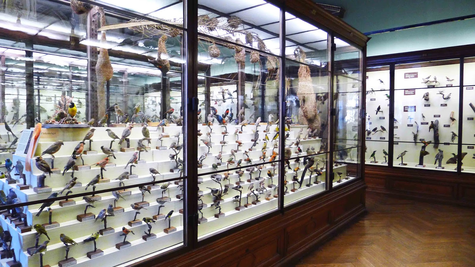 Visiting the Dodo Bird at Vienna's Naturhistorisches Museum