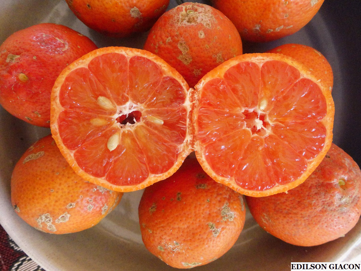 Viveiro Ciprest - Plantas Nativas e Exóticas: Limão Cravo Sanguíneo ...