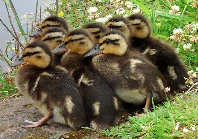 The Ducklings of Spring | The Ark In Space