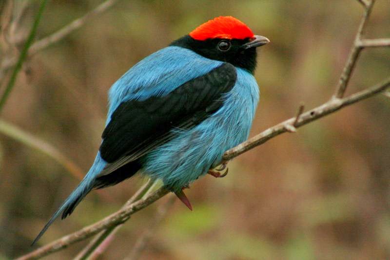 Argentina nativa: Bailarín azul (Chiroxiphia caudata)