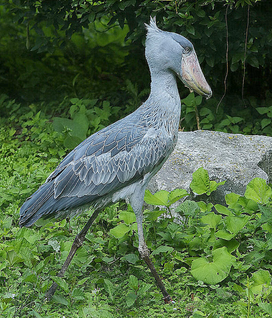 BARRY the BIRDER: Birds ~ last living examples of dinosaurs
