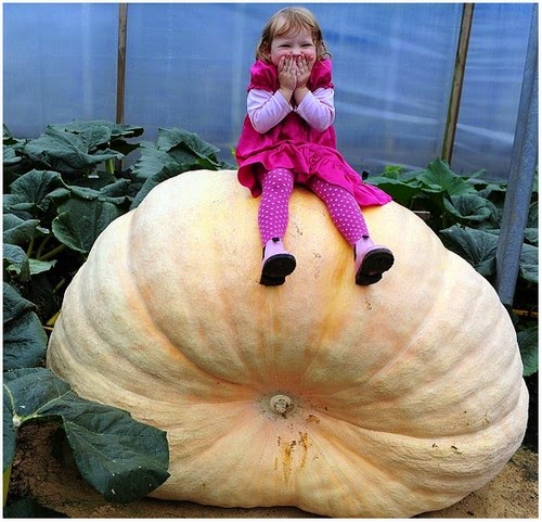 Labu Ini Didakwa Terbesar di Dunia. - Gaban Comel