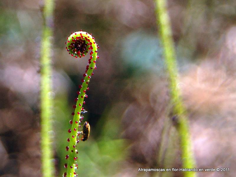 Hablando en verde: Atrapamoscas en flor