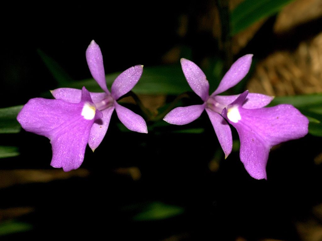 Epidendrum centropetalum care and culture | Travaldo's blog