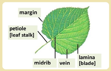Drmz...: [Science] Paper II TET