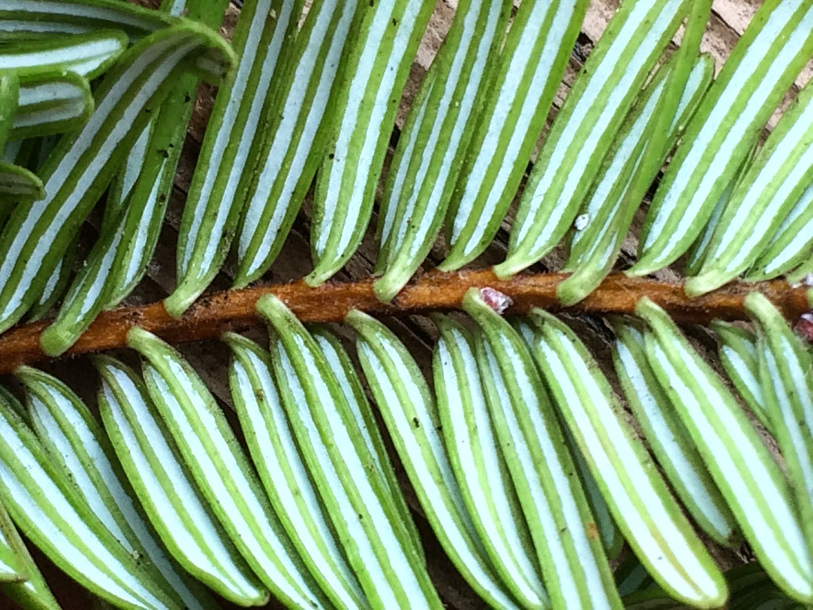 Trees of Santa Cruz County: Abies grandis - Grand Fir
