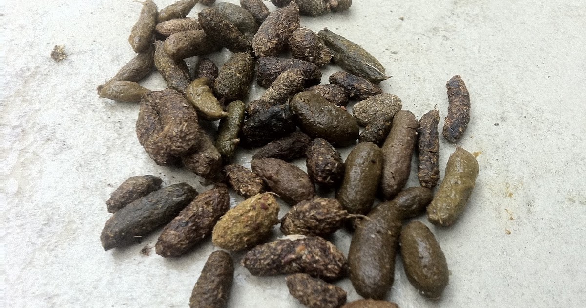 Wild About...: Shit happens....thank goodness!