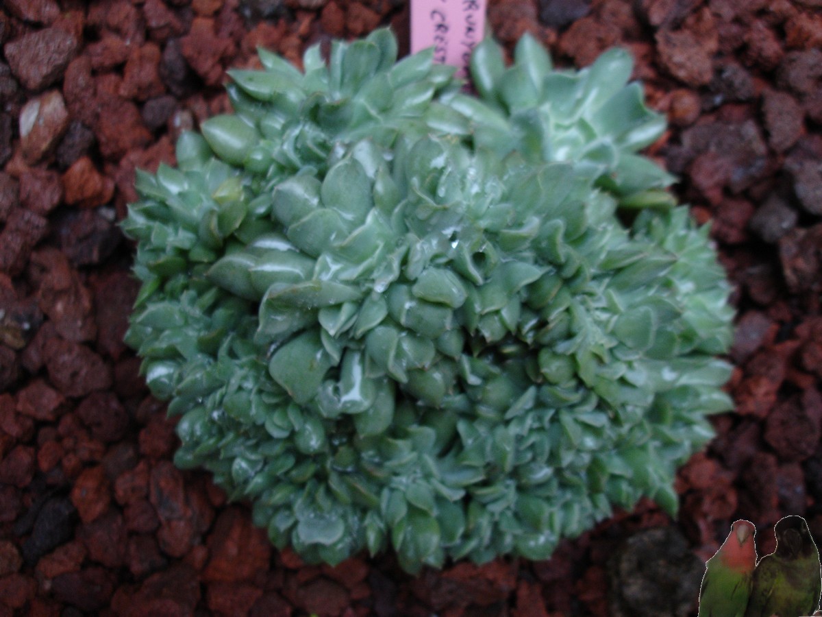 porque una forma crestada?