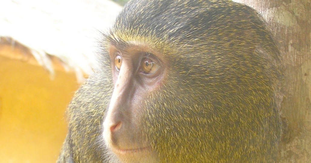 Damos la bienvenida a Cercopithecus lomamiensis | Dinosaurios (El ...