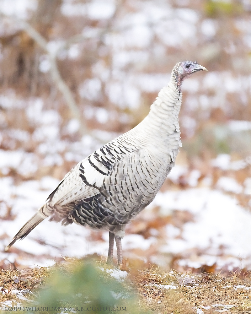 SWFloridabirder