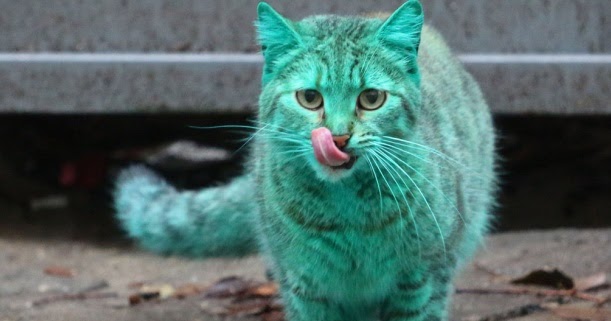 nekosneko: gato verde