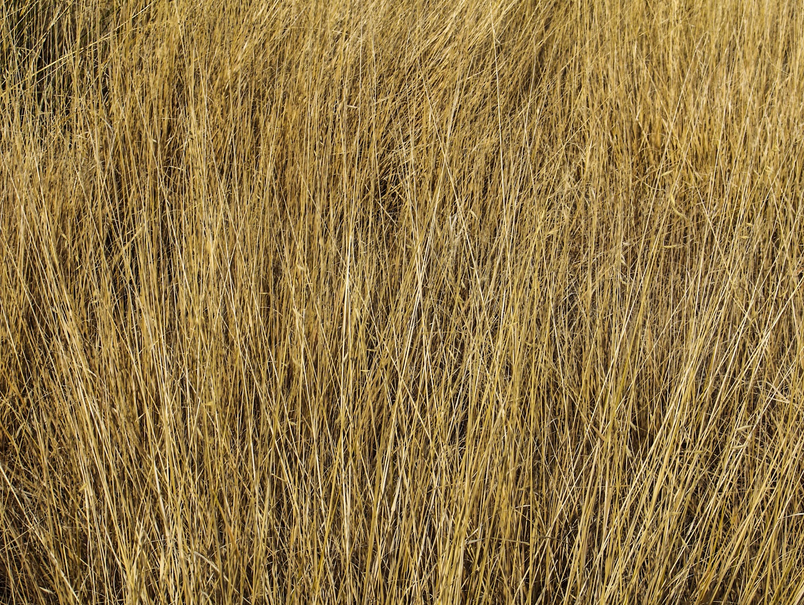 Walking Arizona: As a field of grass