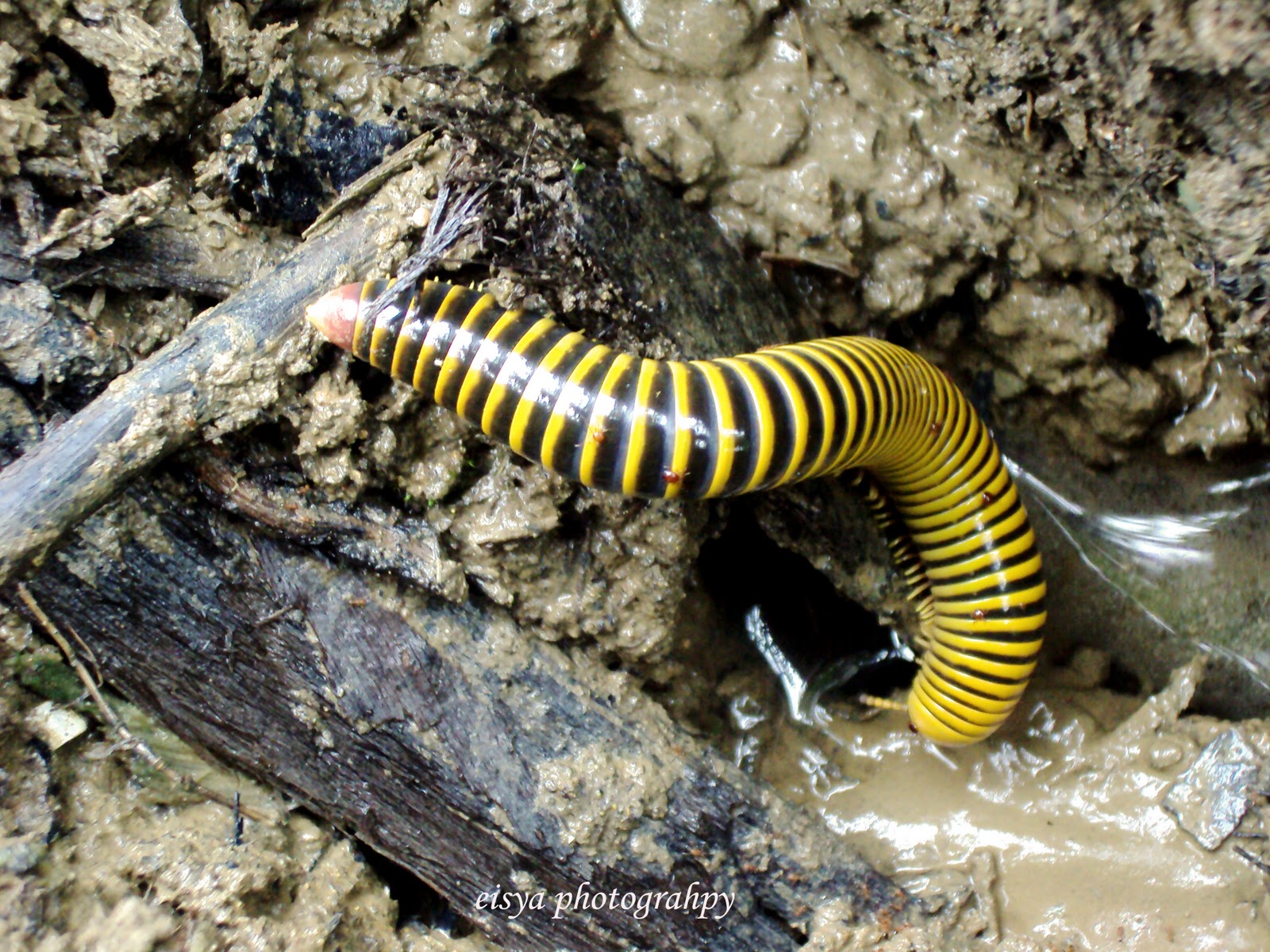 fernanda ariya erisya: gambar ulat gonggok ( Palakka, Sulawesi)