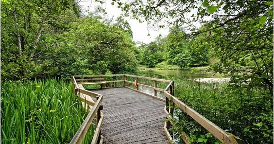 Carmarthenshire Rambles . . . . .: The Bogwood Boardwalk at Dynevor Park.