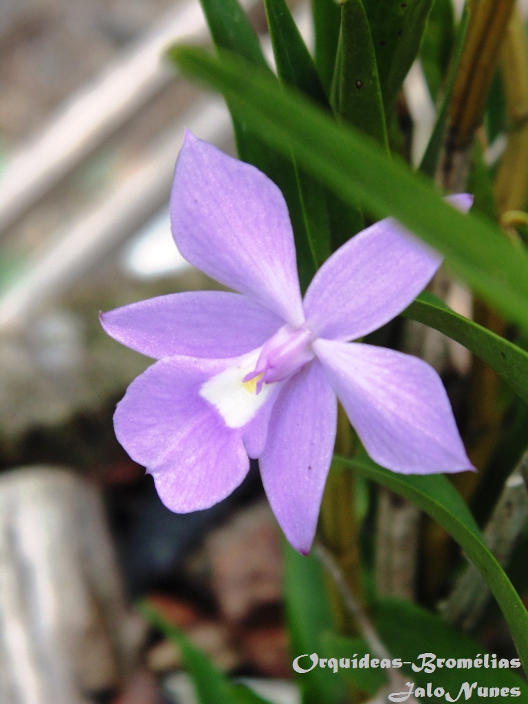 ORQUÍDEAS * BROMÉLIAS: Dimerandra emerginata: umas flores 2013