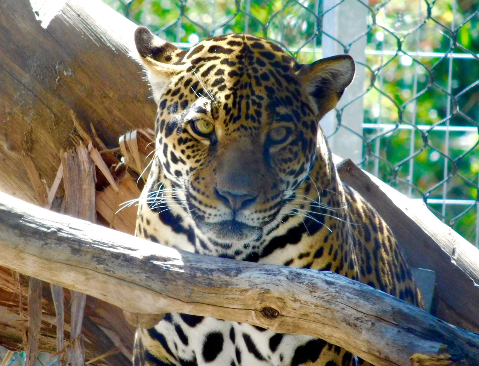 Animal Portraits - San Diego Zoo
