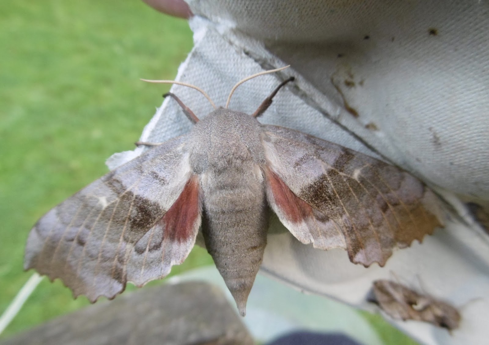 Martin's Moths: Variations on a greyish theme