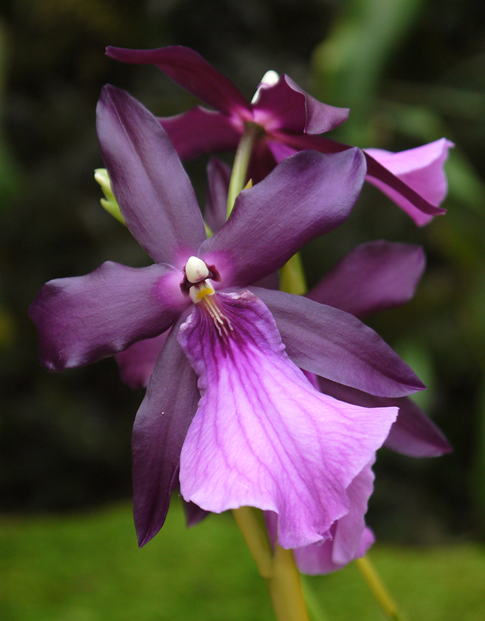 The Orchid Column: Miltonia spectabilis, a Midsummer Night's Dream